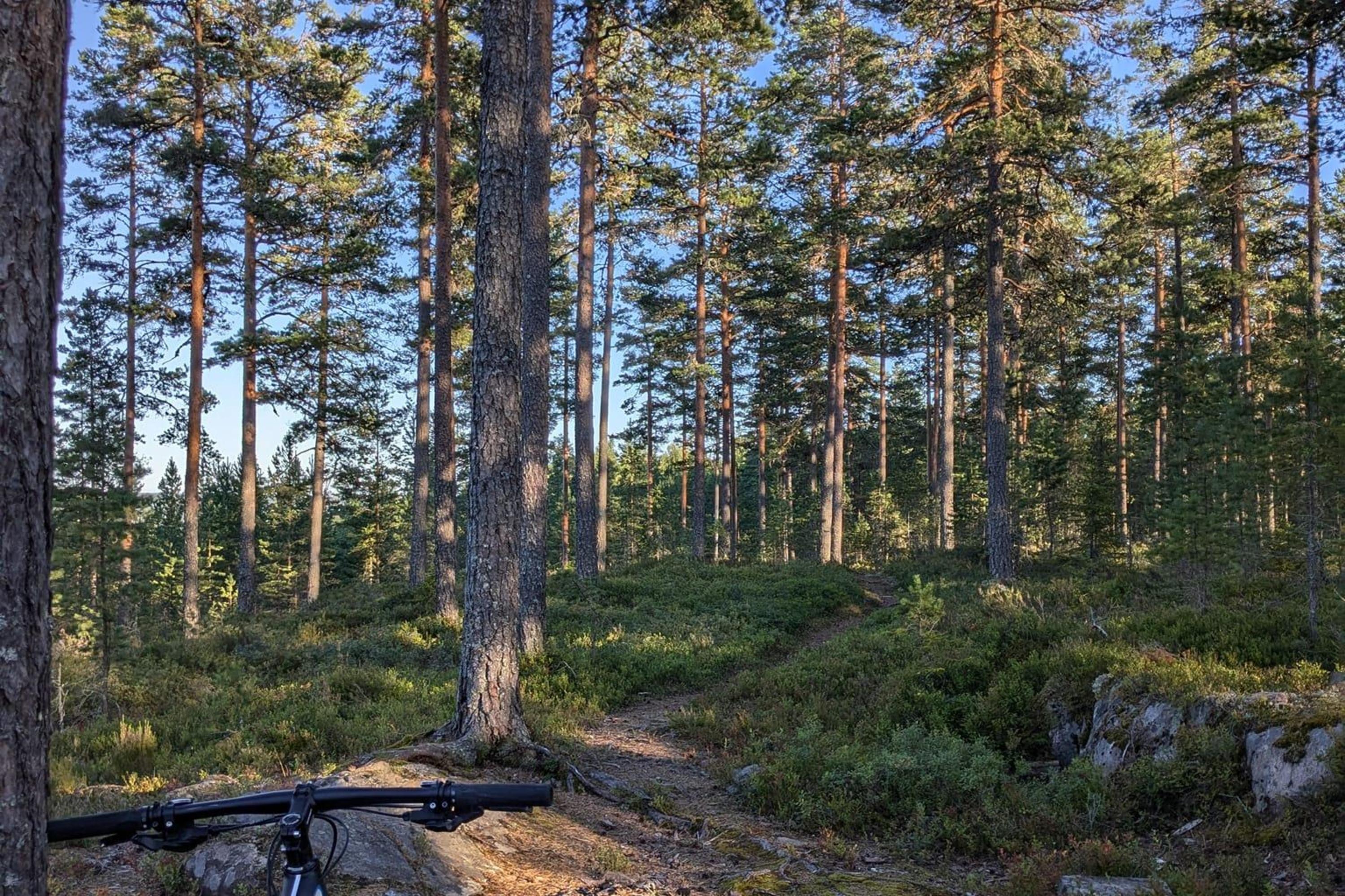 Stisykling på Finnskogen - Visit Øst-Norge